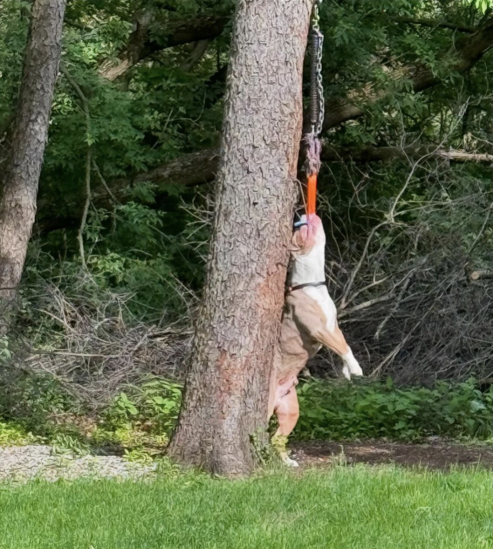 Spring Pole by Pit Bull Gear Heavy Duty Exercise Toy for Dogs