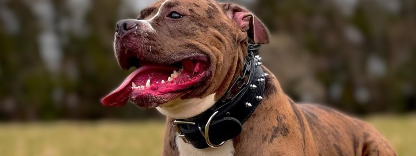 Pit Bull Gear – Custom Leather Dog Gear Built for Strength & Style