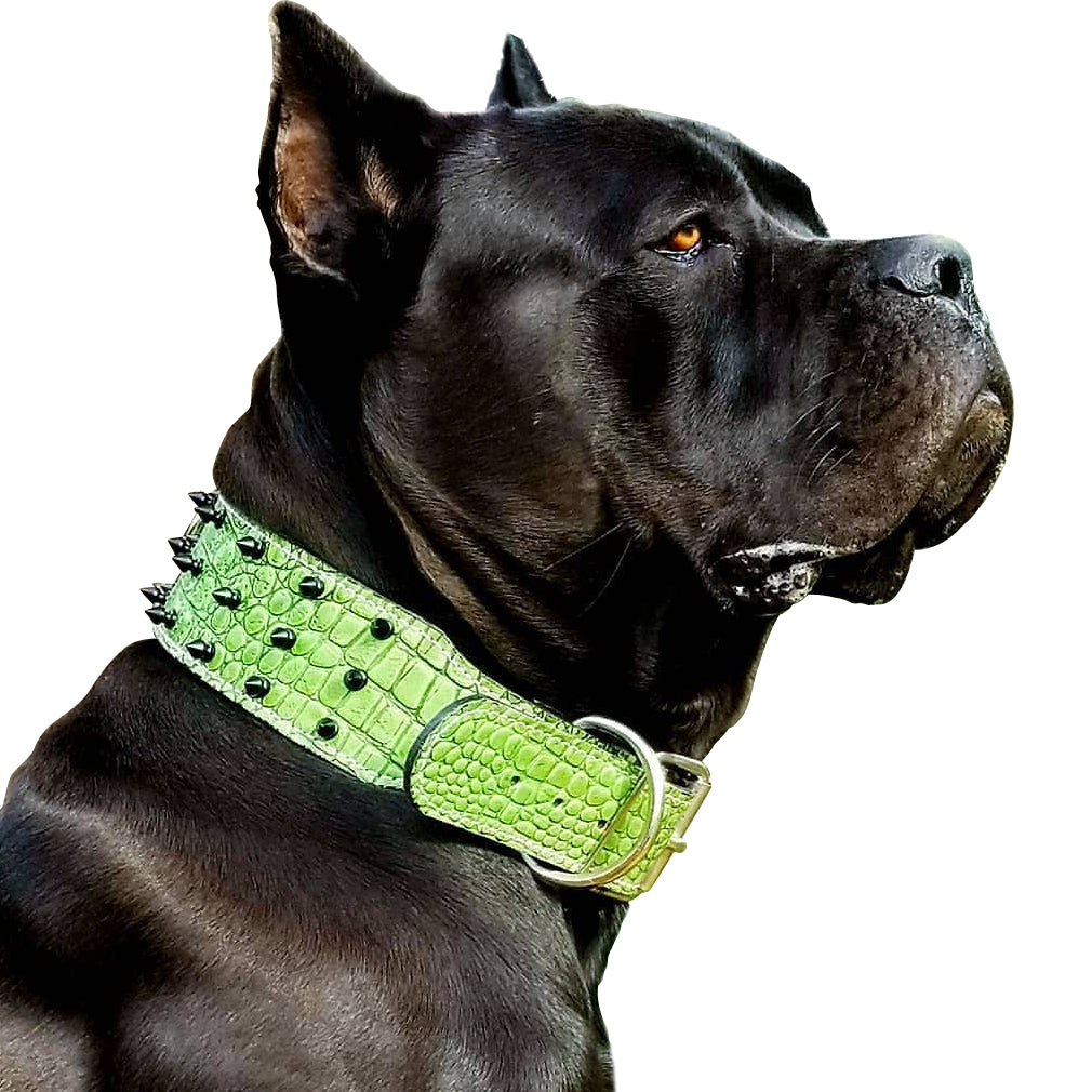 Pit Bull Gear – Custom Leather Dog Gear Built for Strength & Style