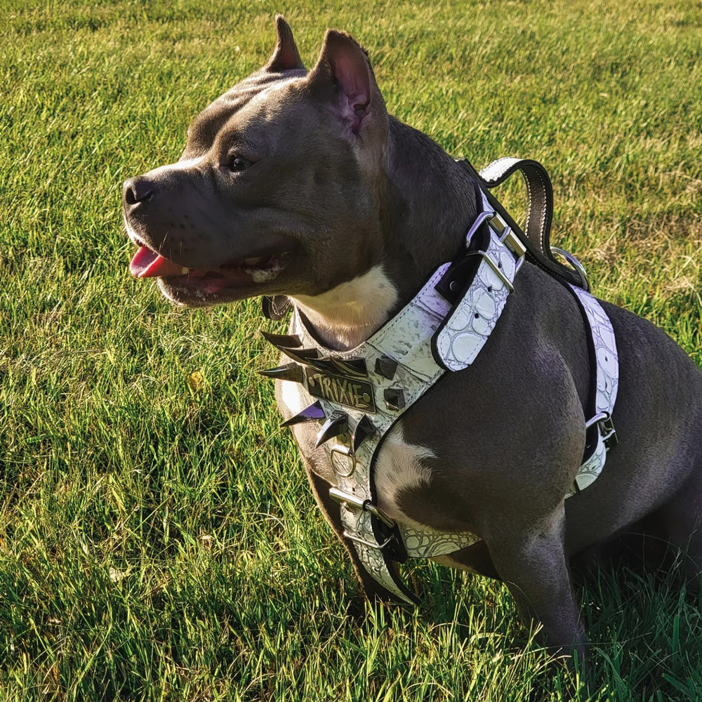 Personalized Claw Spiked Dog Harness | PIT BULL GEAR - Pit Bull Gear