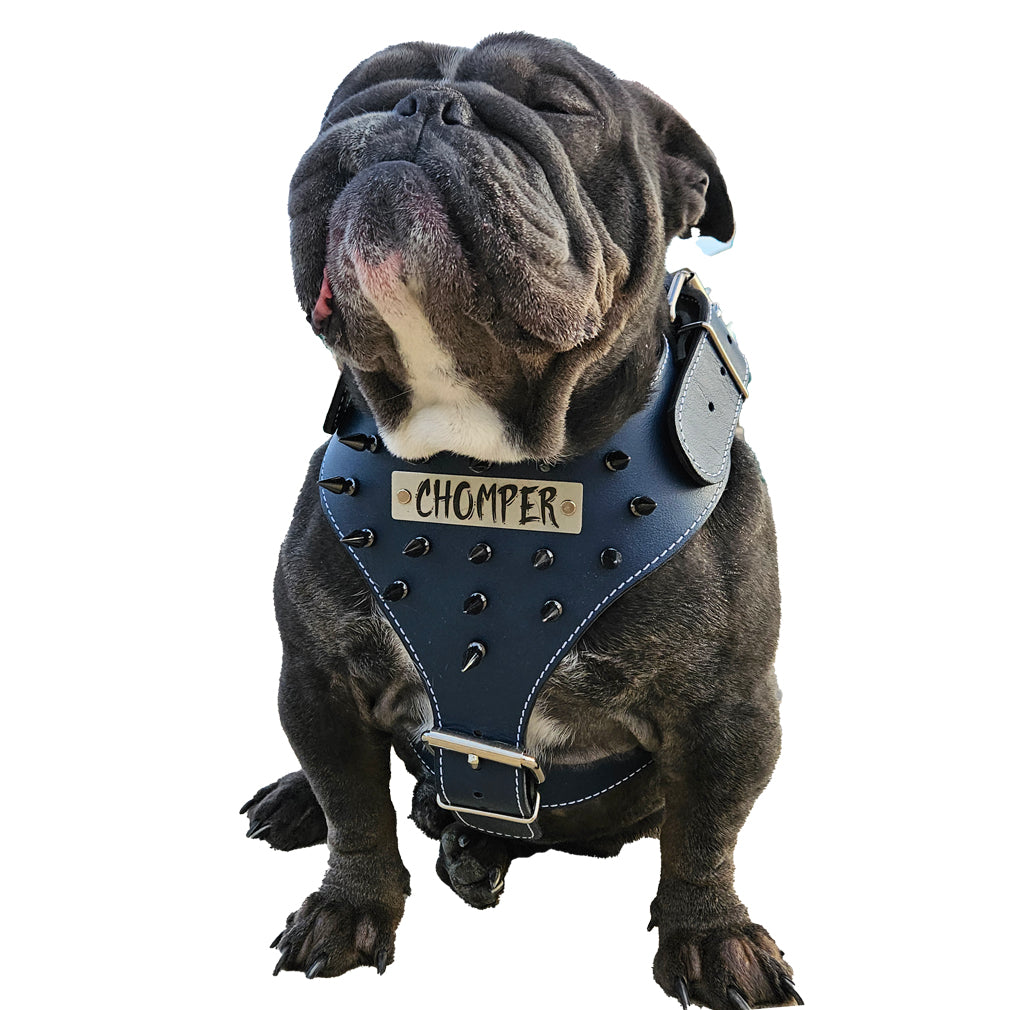 Pit Bull Gear – Custom Leather Dog Gear Built for Strength & Style