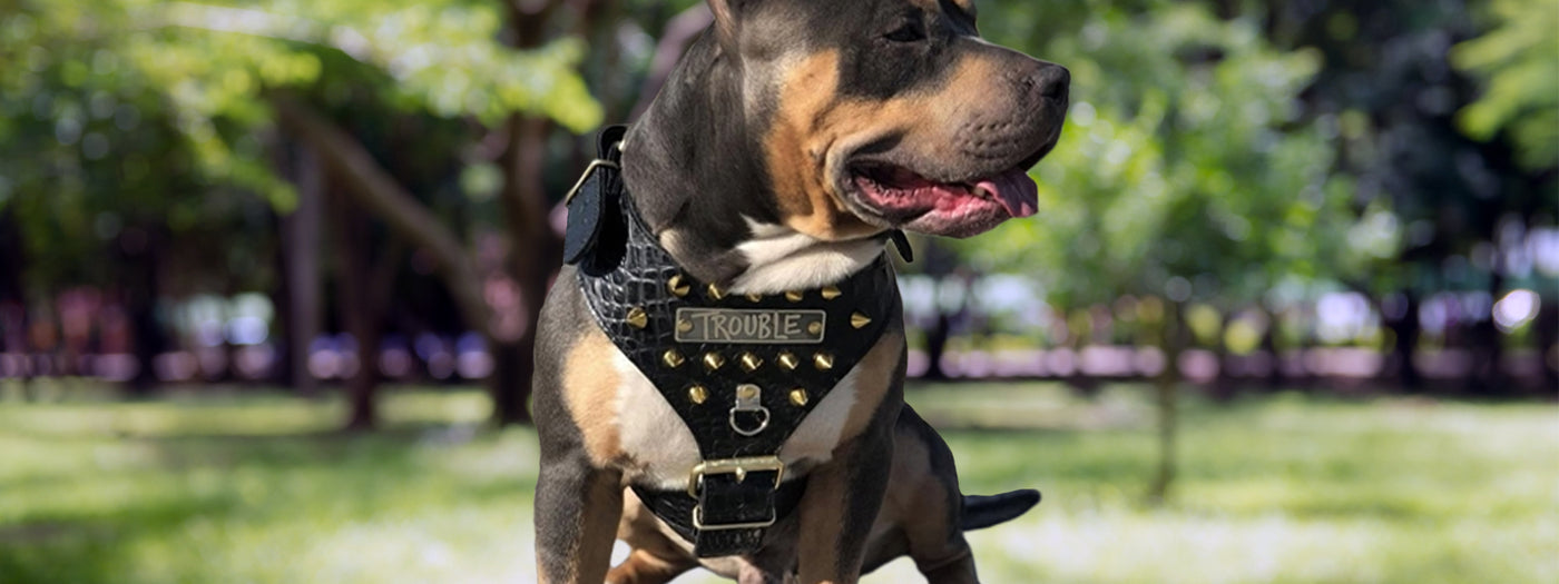 Pit Bull Gear – Custom Leather Dog Gear Built for Strength & Style