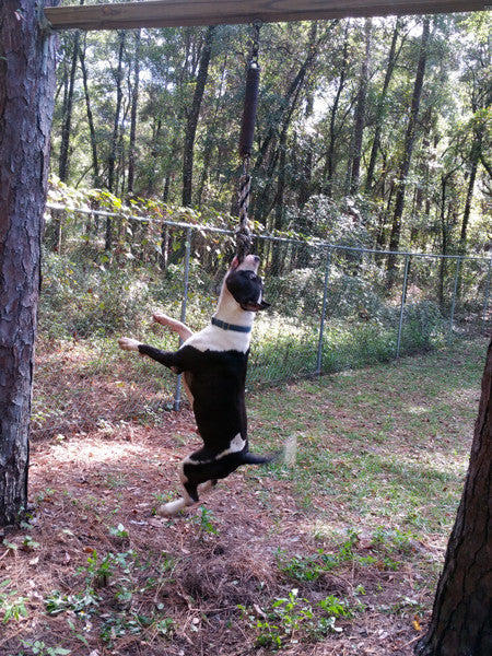 Spring Pole by Pit Bull Gear Heavy Duty Exercise Toy for Dogs