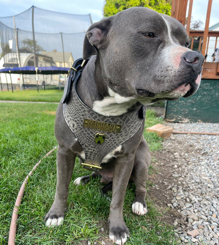 NH12 - Personalized Bully Leather Harness | PIT BULL GEAR - Pit Bull Gear