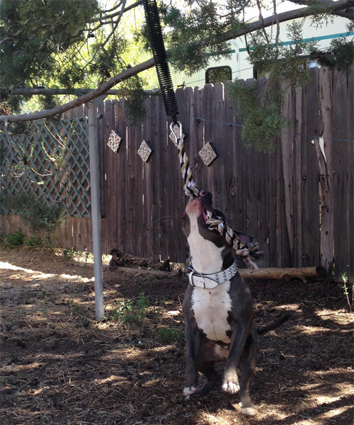 Spring Pole by Pit Bull Gear Heavy Duty Exercise Toy for Dogs